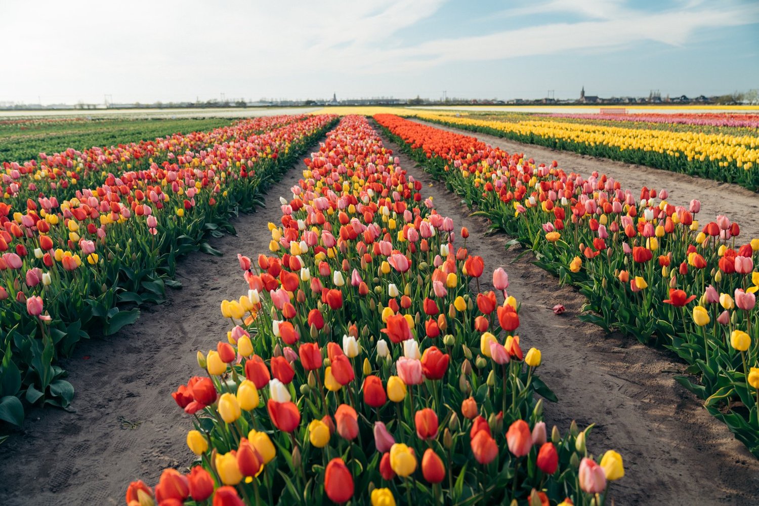 How to Visit the Amsterdam Tulip Fields: Best Spots and Tips — Erin ...