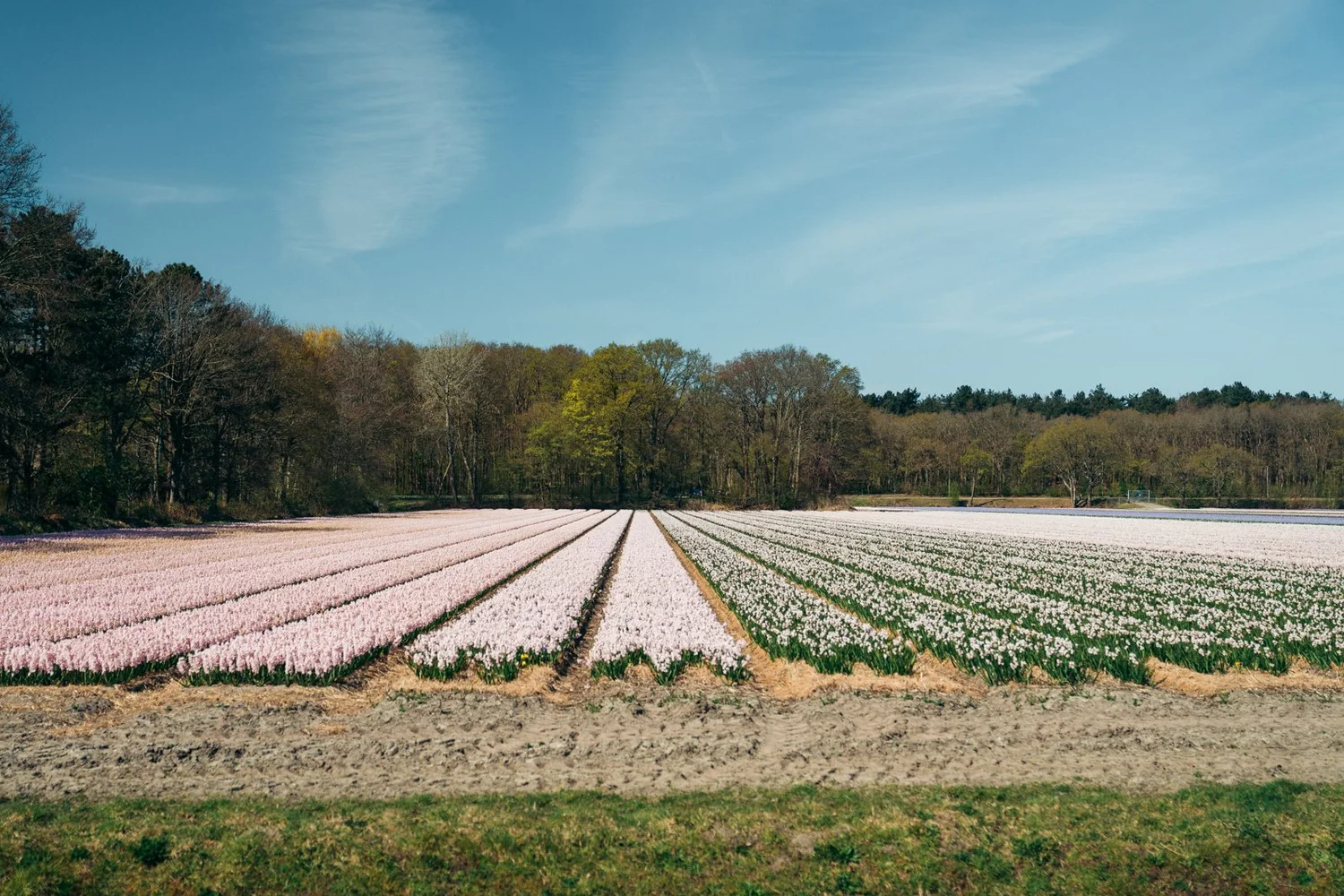 How to Visit the Amsterdam Tulip Fields: Best Spots and Tips — Erin ...