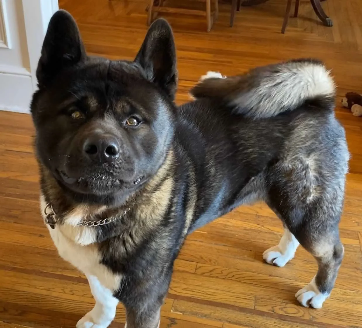 Bear — Main Street Akitas