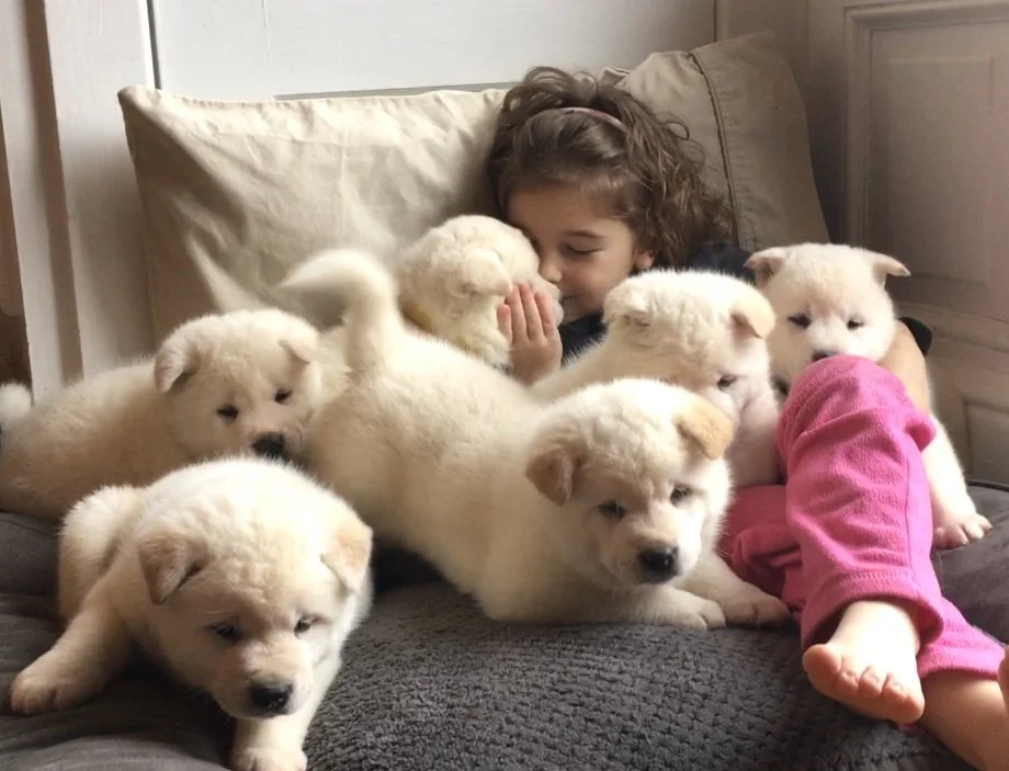 Available Puppies — Main Street Akitas