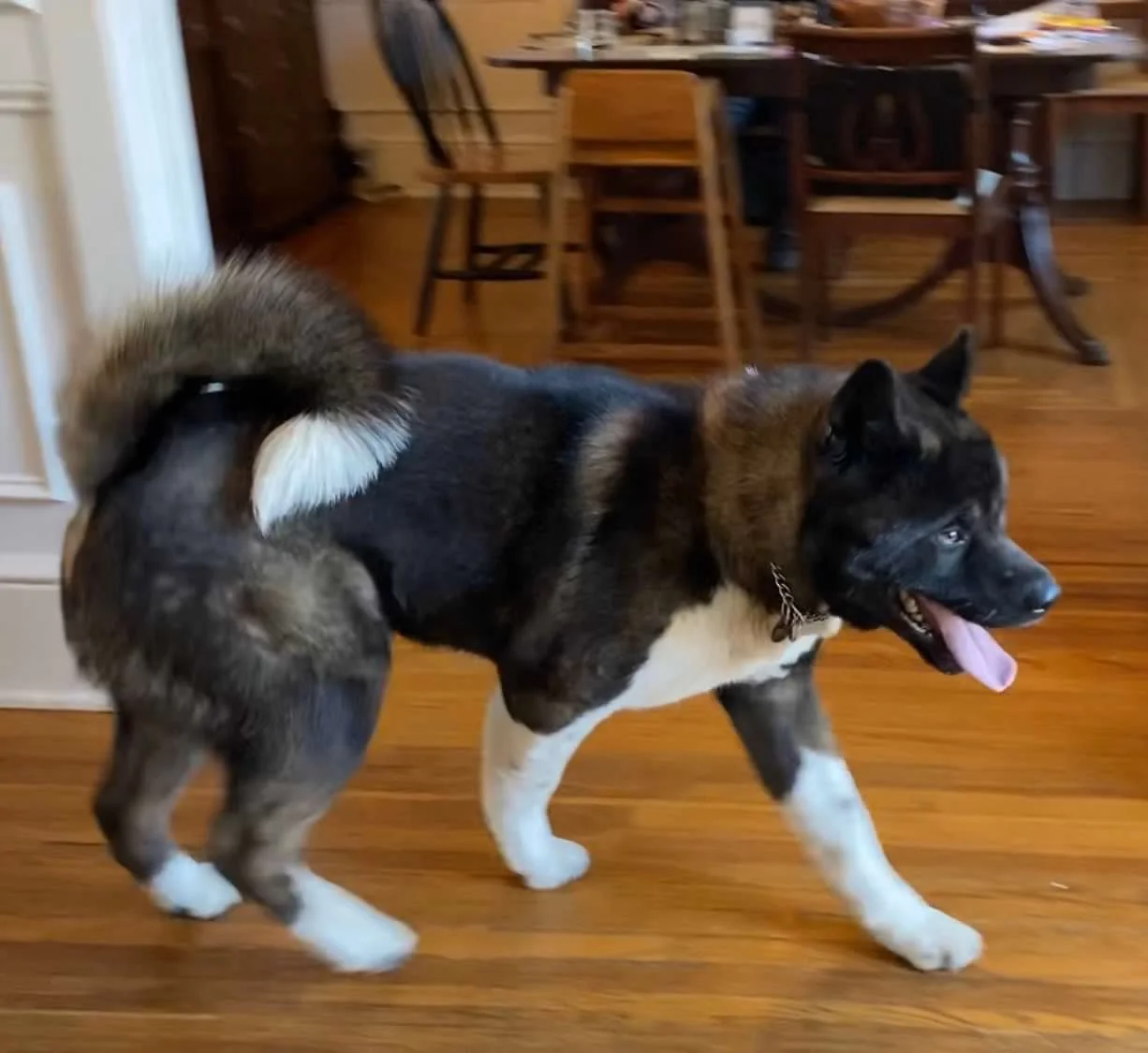 Bear — Main Street Akitas