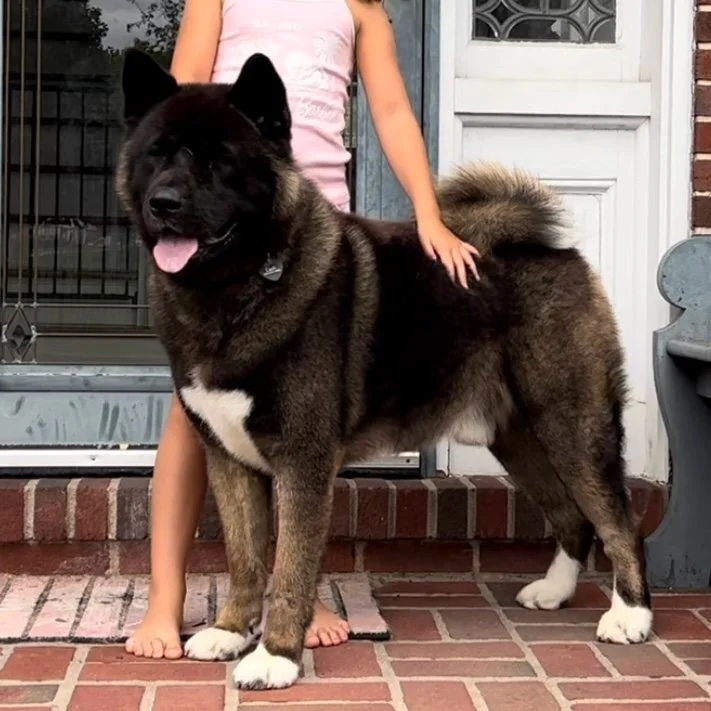 General 2 — Main Street Akitas