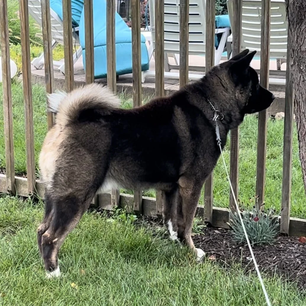 Cash — Main Street Akitas