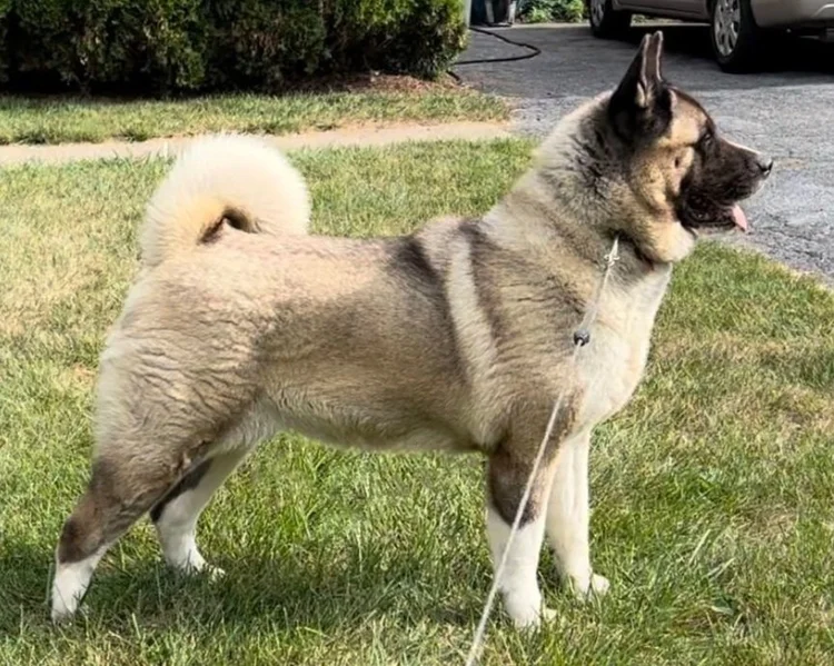 General 2 — Main Street Akitas