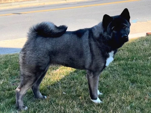 General 2 — Main Street Akitas