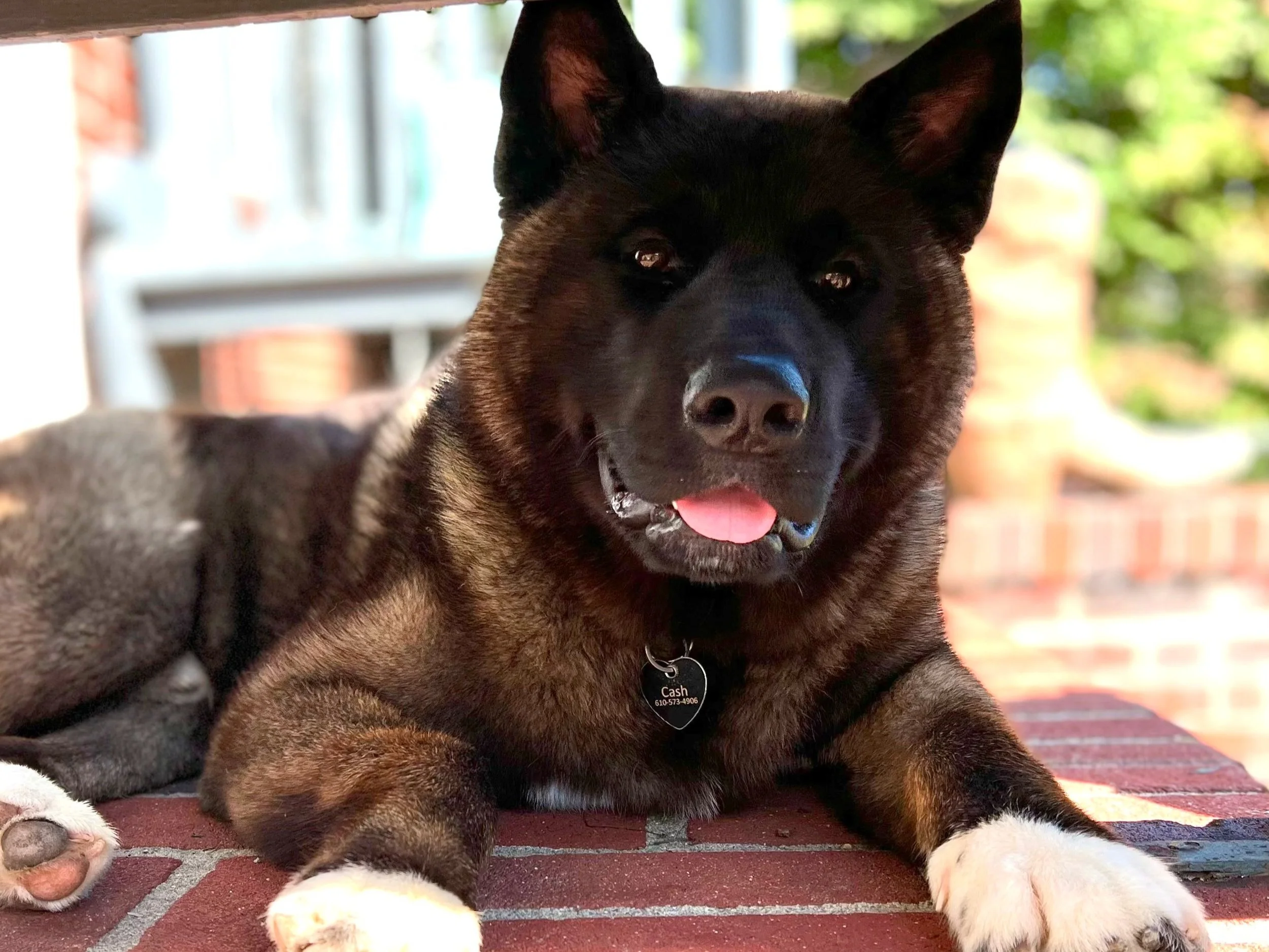 General 2 — Main Street Akitas