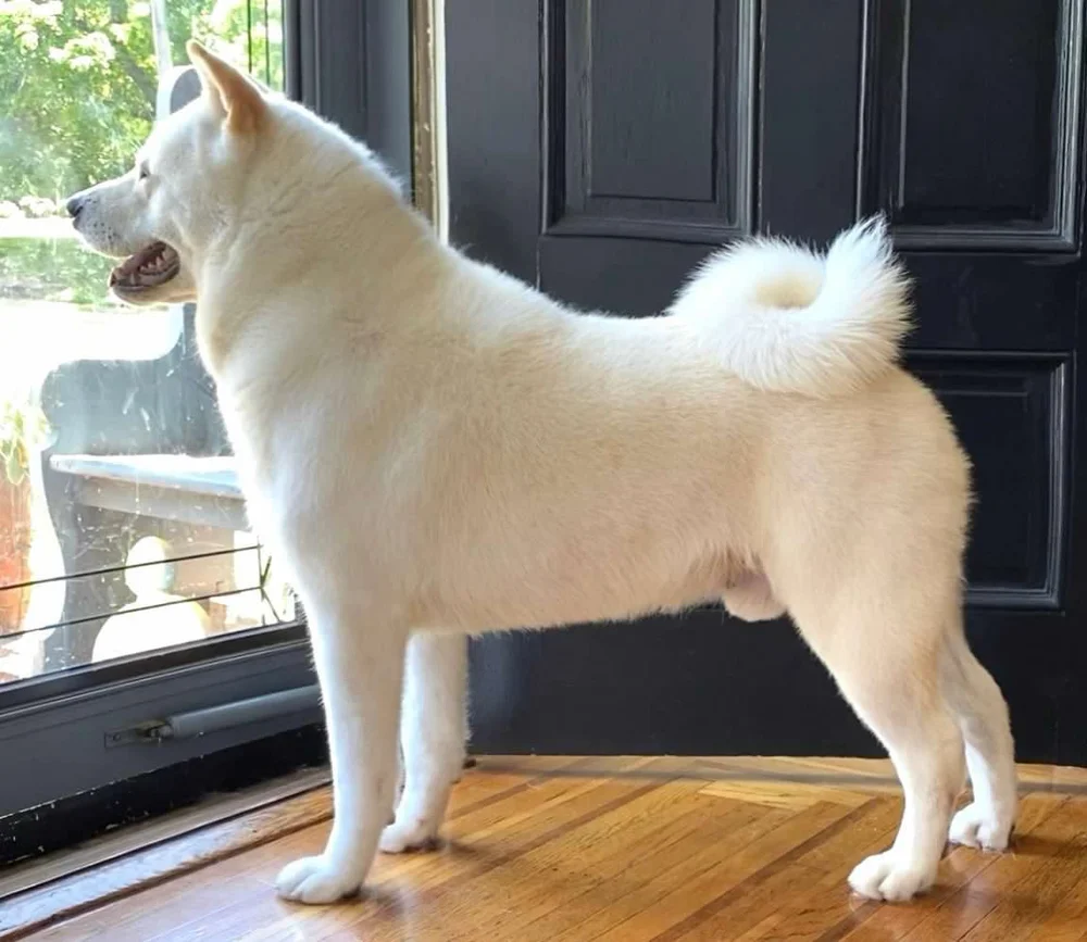 General 2 — Main Street Akitas