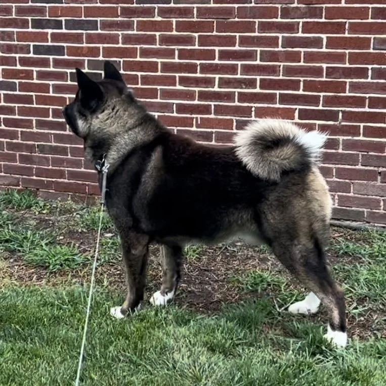 Cash — Main Street Akitas