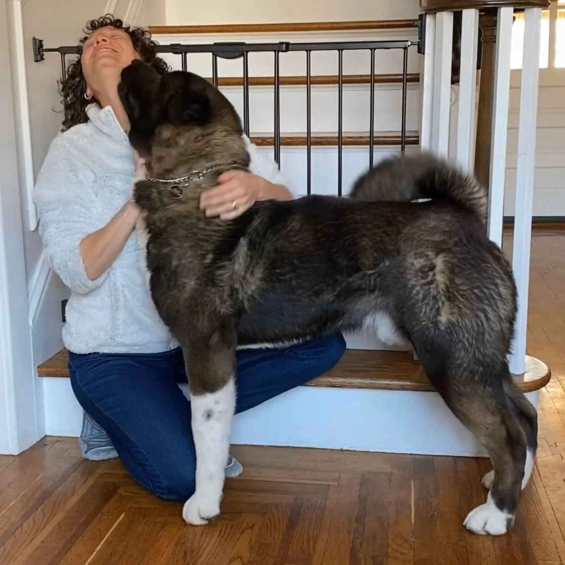 Bear — Main Street Akitas