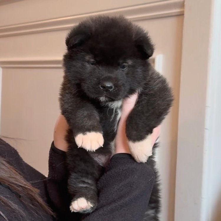Available Puppies — Main Street Akitas