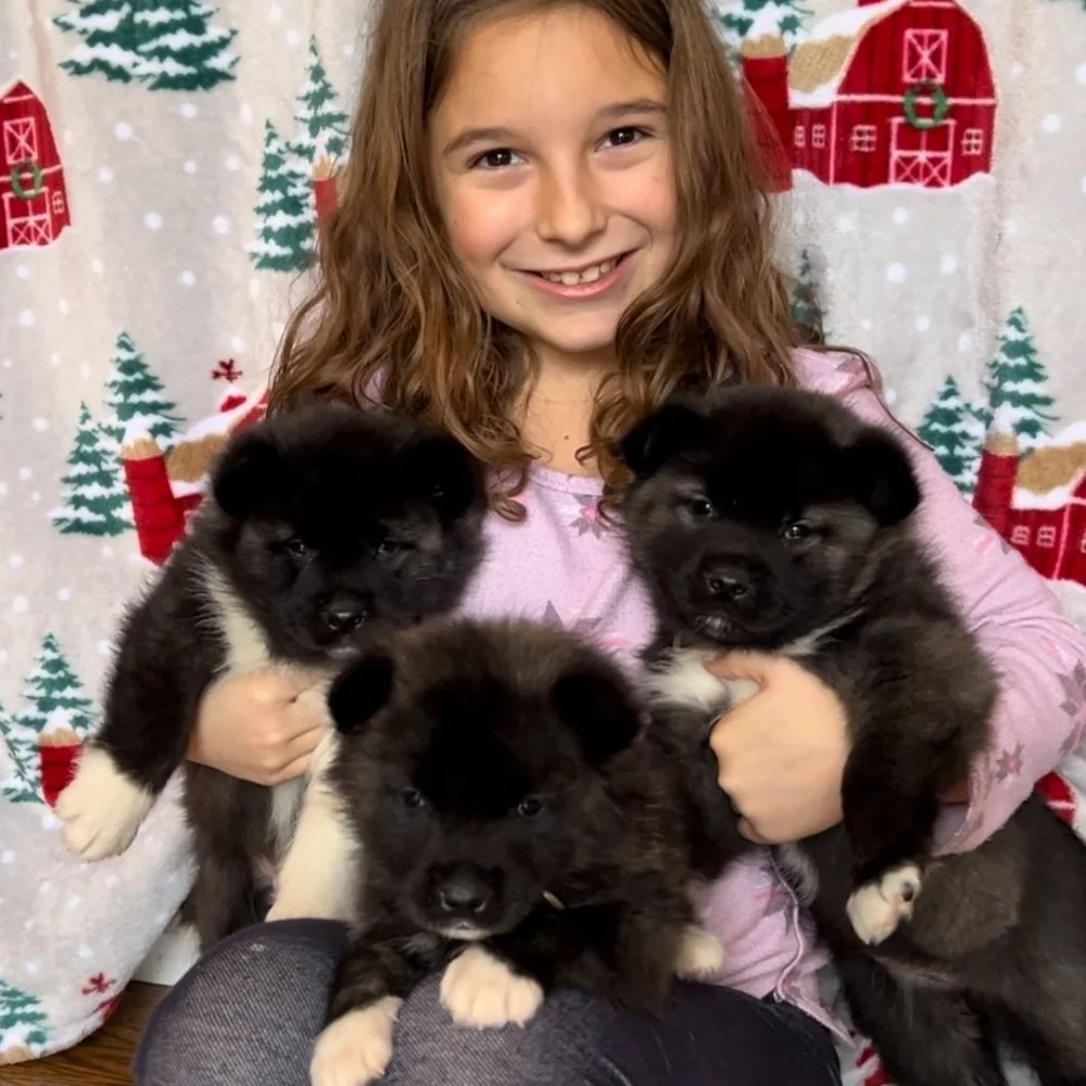 Available Puppies — Main Street Akitas