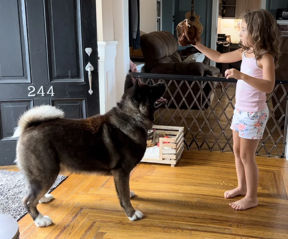 Cash — Main Street Akitas