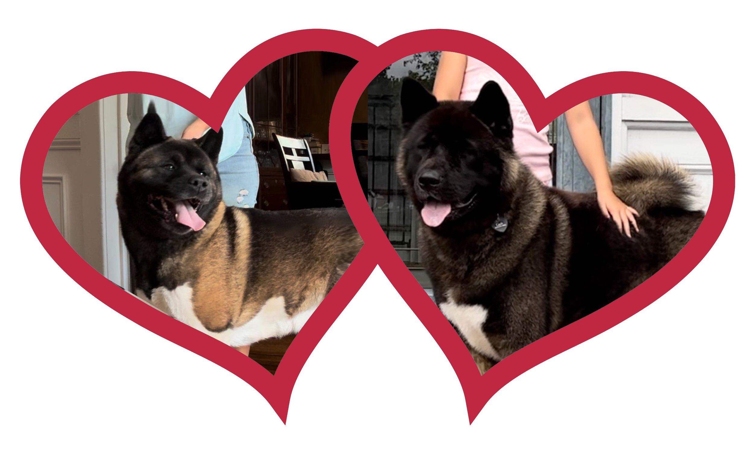 Upcoming litters — Main Street Akitas