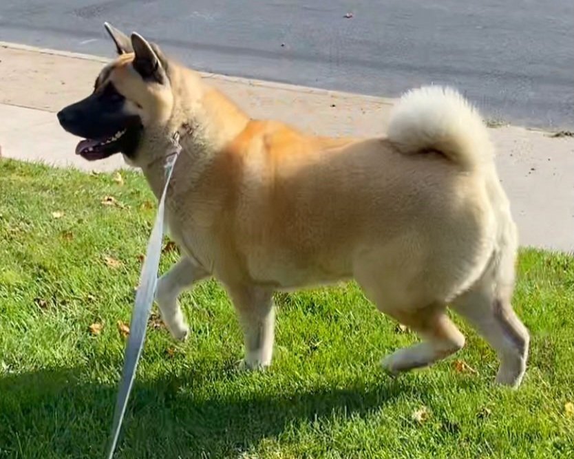 General 2 — Main Street Akitas