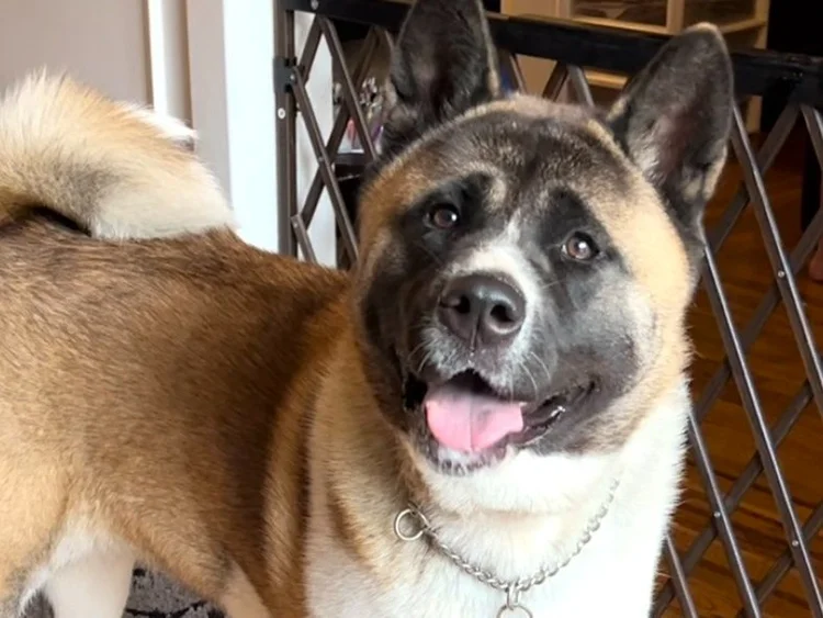 General 2 — Main Street Akitas