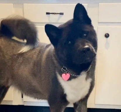 General 2 — Main Street Akitas
