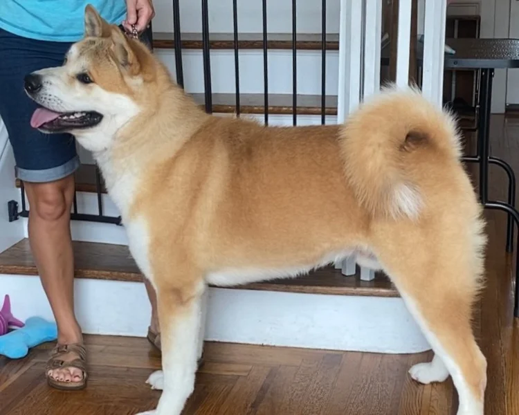 General 2 — Main Street Akitas