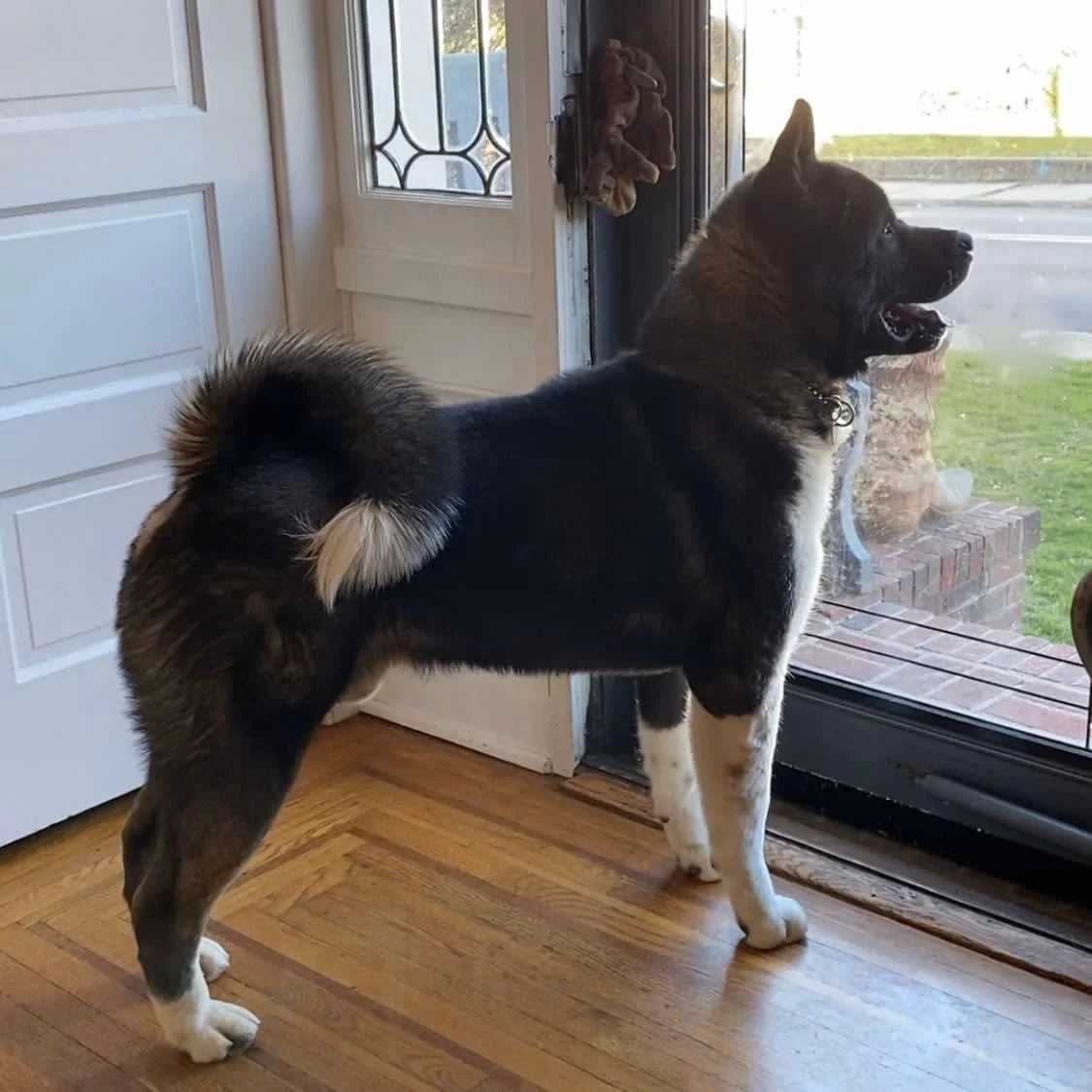 Bear — Main Street Akitas