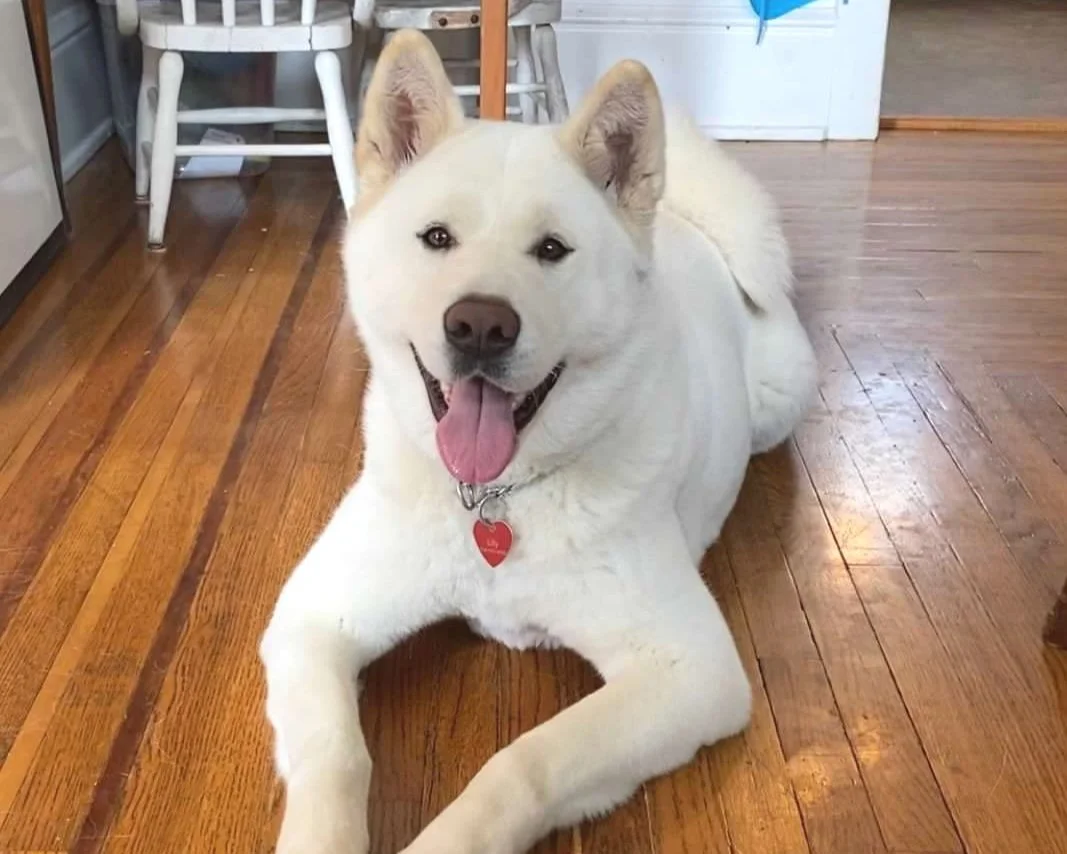 General 2 — Main Street Akitas
