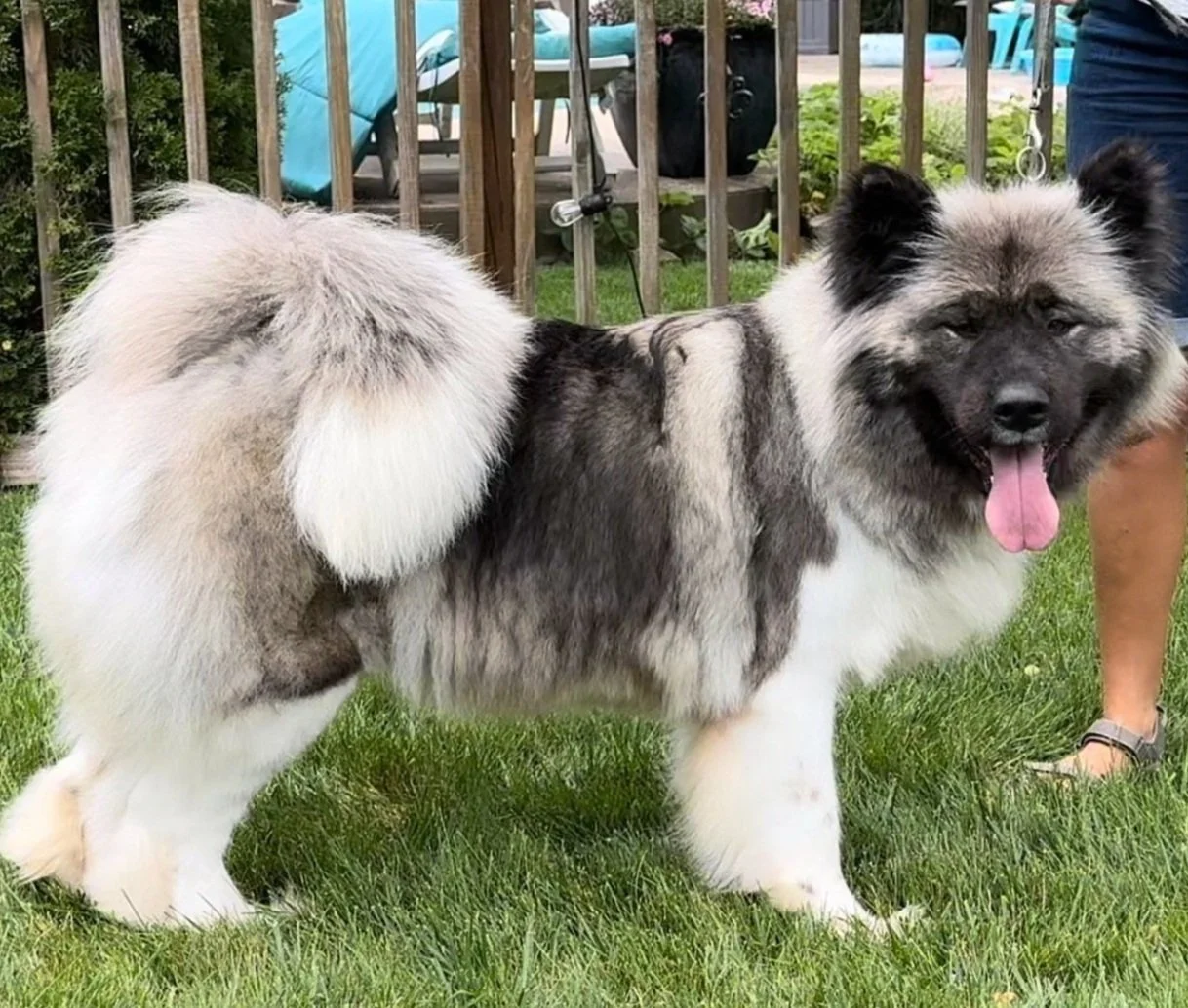 General 2 — Main Street Akitas