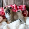Available Puppies — Main Street Akitas