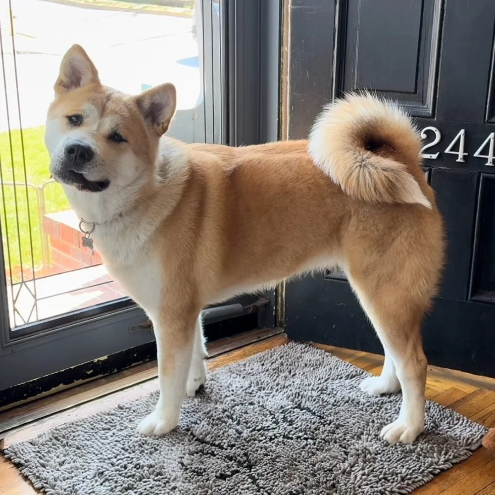 General 2 — Main Street Akitas