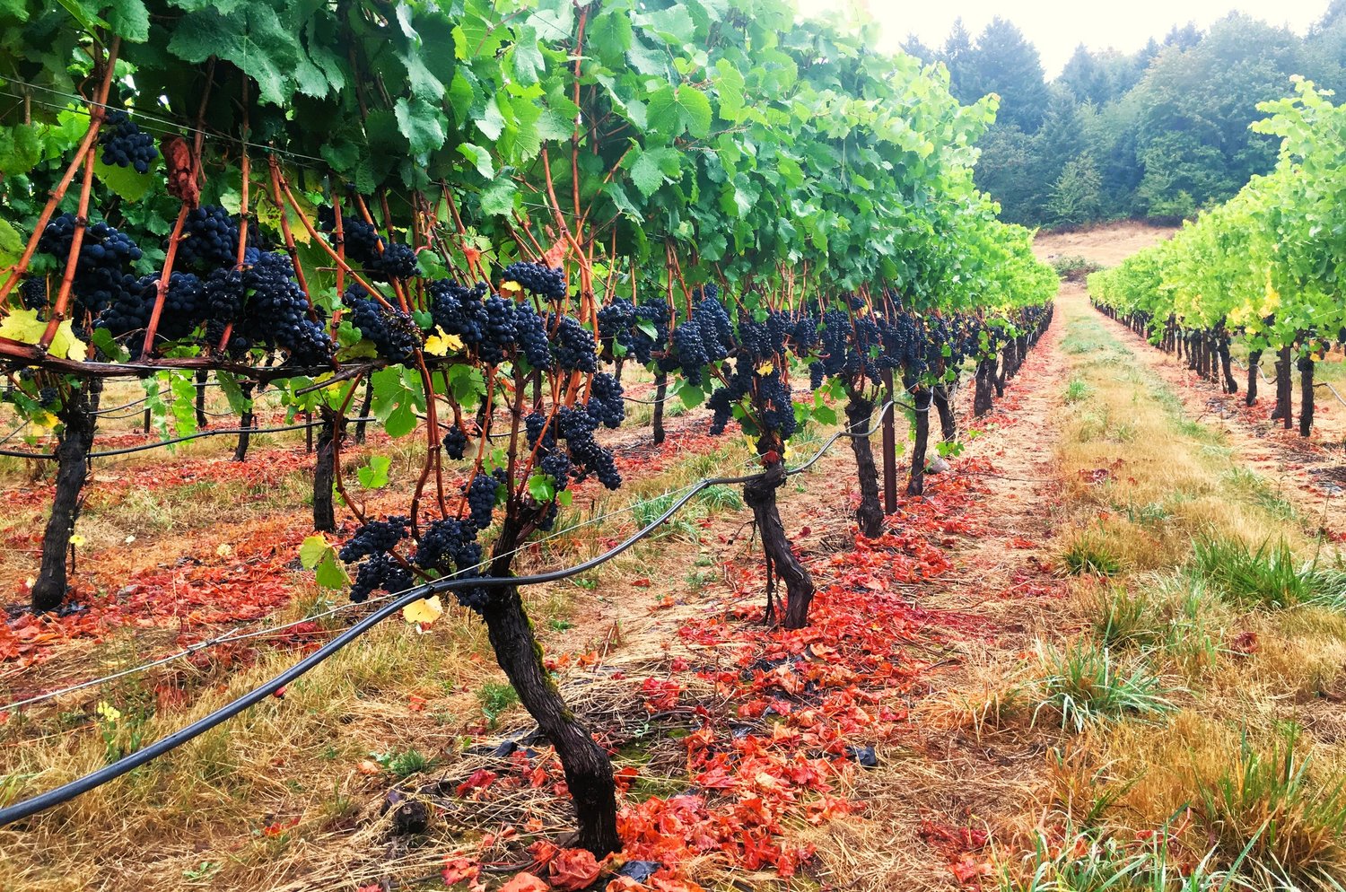 General 1 — Paradis Vineyards