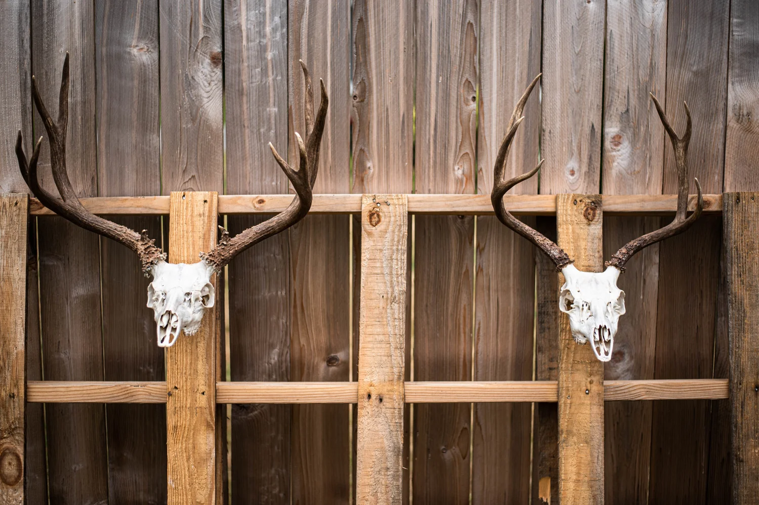 DIY European Skull Mounts — Pacific North Wild