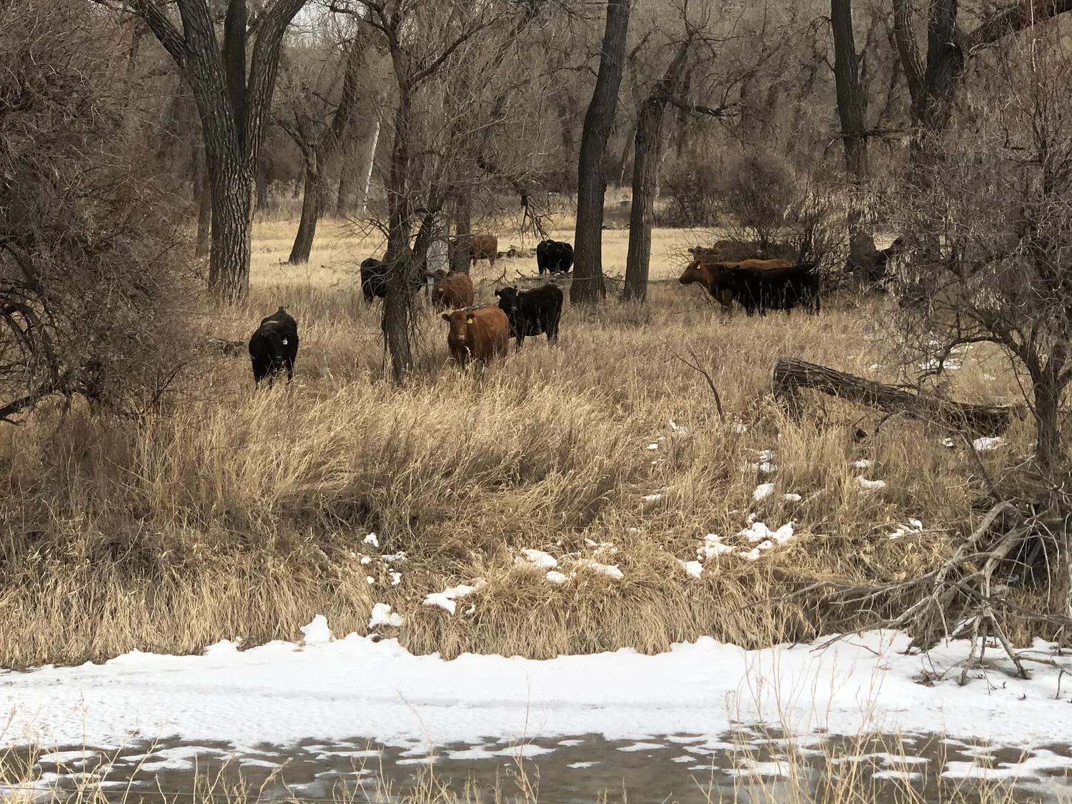 About | Family Owned & Operated — Ogren Ranch