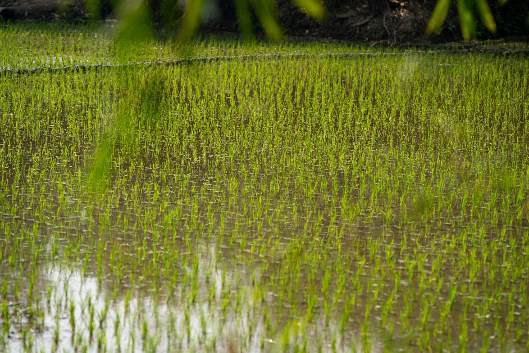 Resilient Water Accelerator
