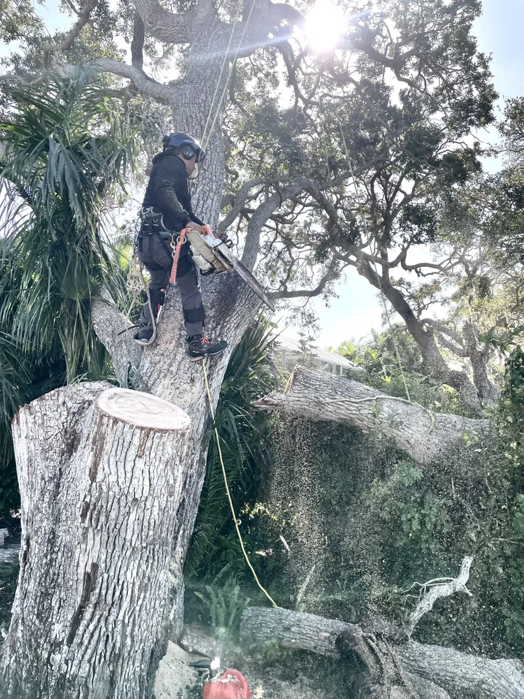 Yoders Tree and Landscaping