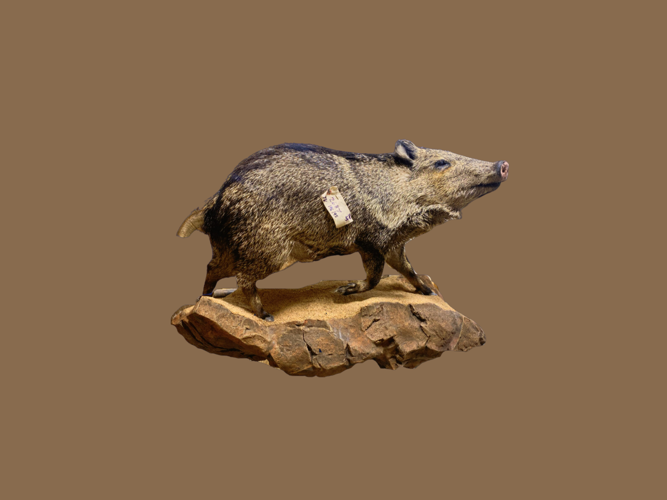 Our Work — Desert Taxidermy