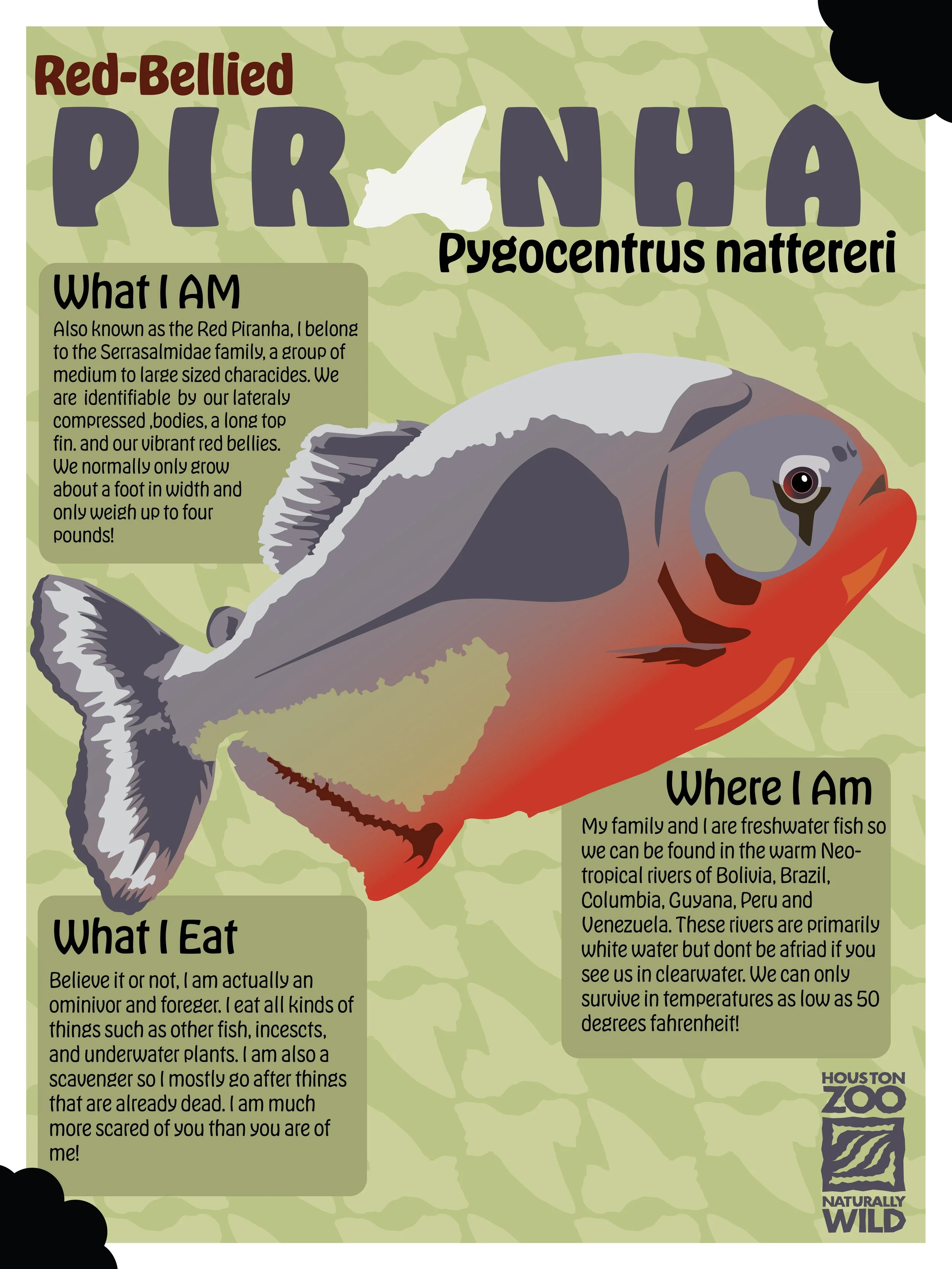 Red Belly Piranha Bite