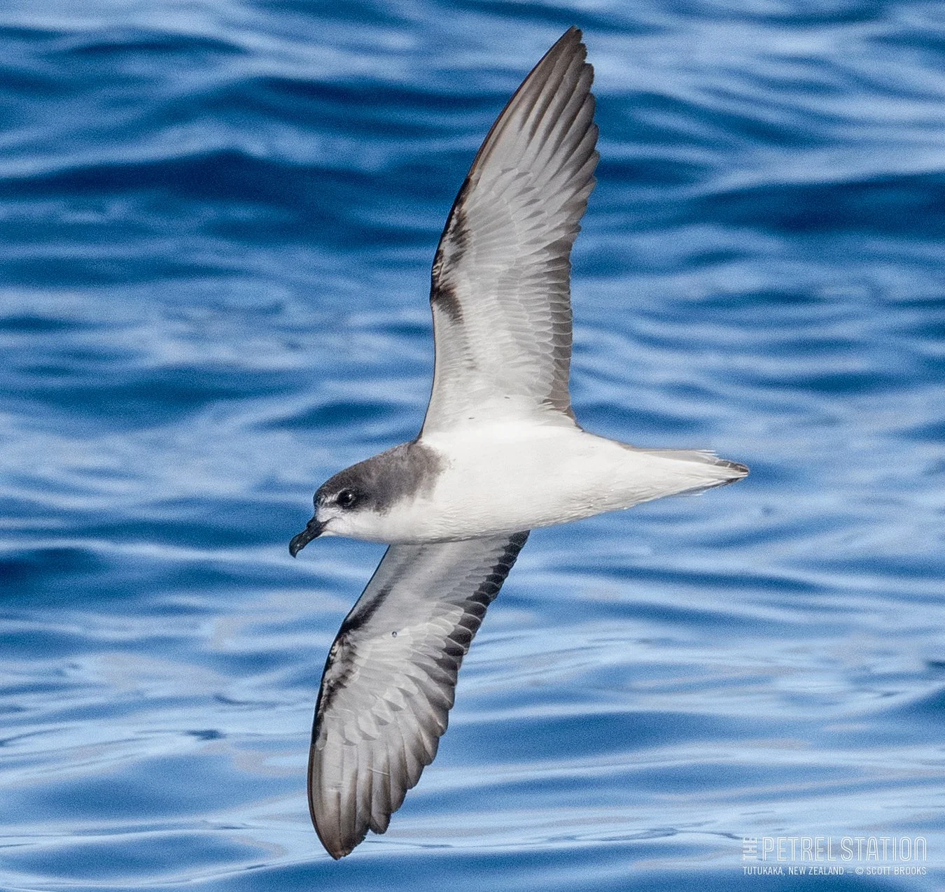 The Petrel Station Seabird Tours and Research - Tutukaka, New Zealand - Birdwatching Birding Tours