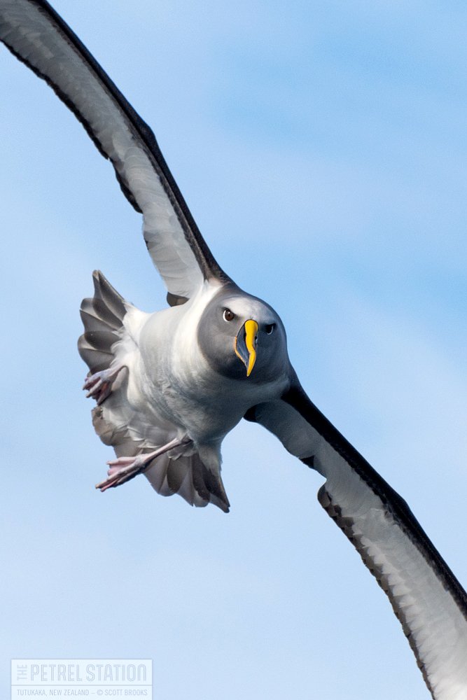 Seabird Species — The Petrel Station Project