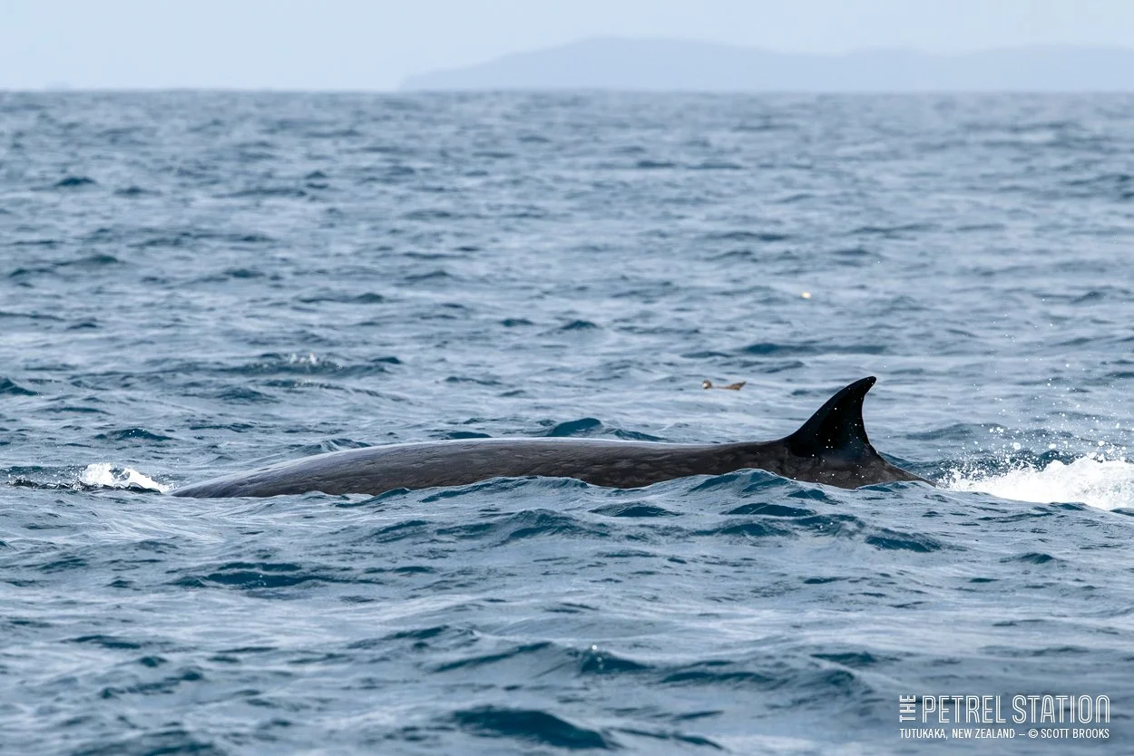 20 Feb 2025 — The Petrel Station Seabird Tours and Research - Tutukaka, New Zealand