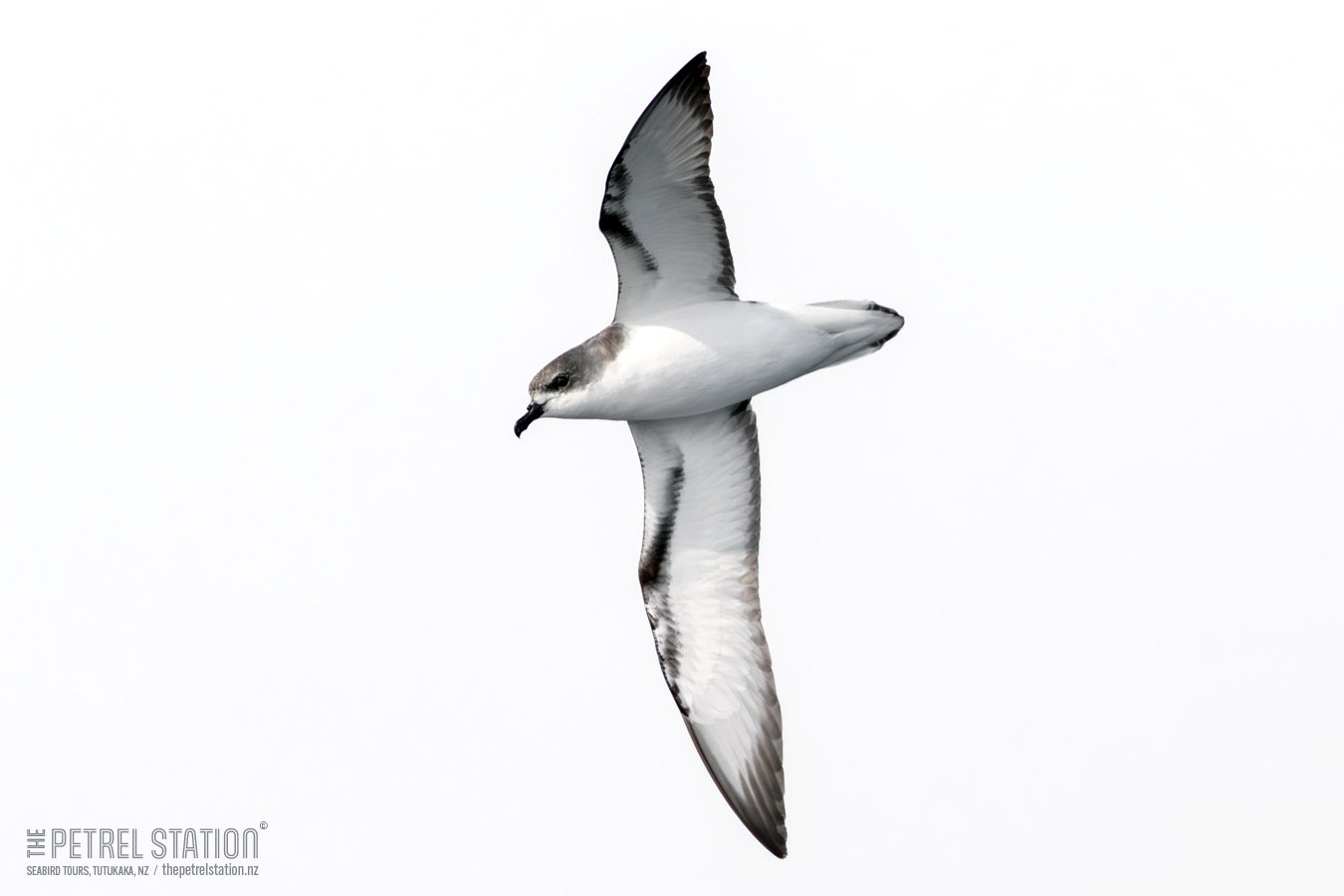 19 March 2026 — The Petrel Station Seabird Tours and Research ...