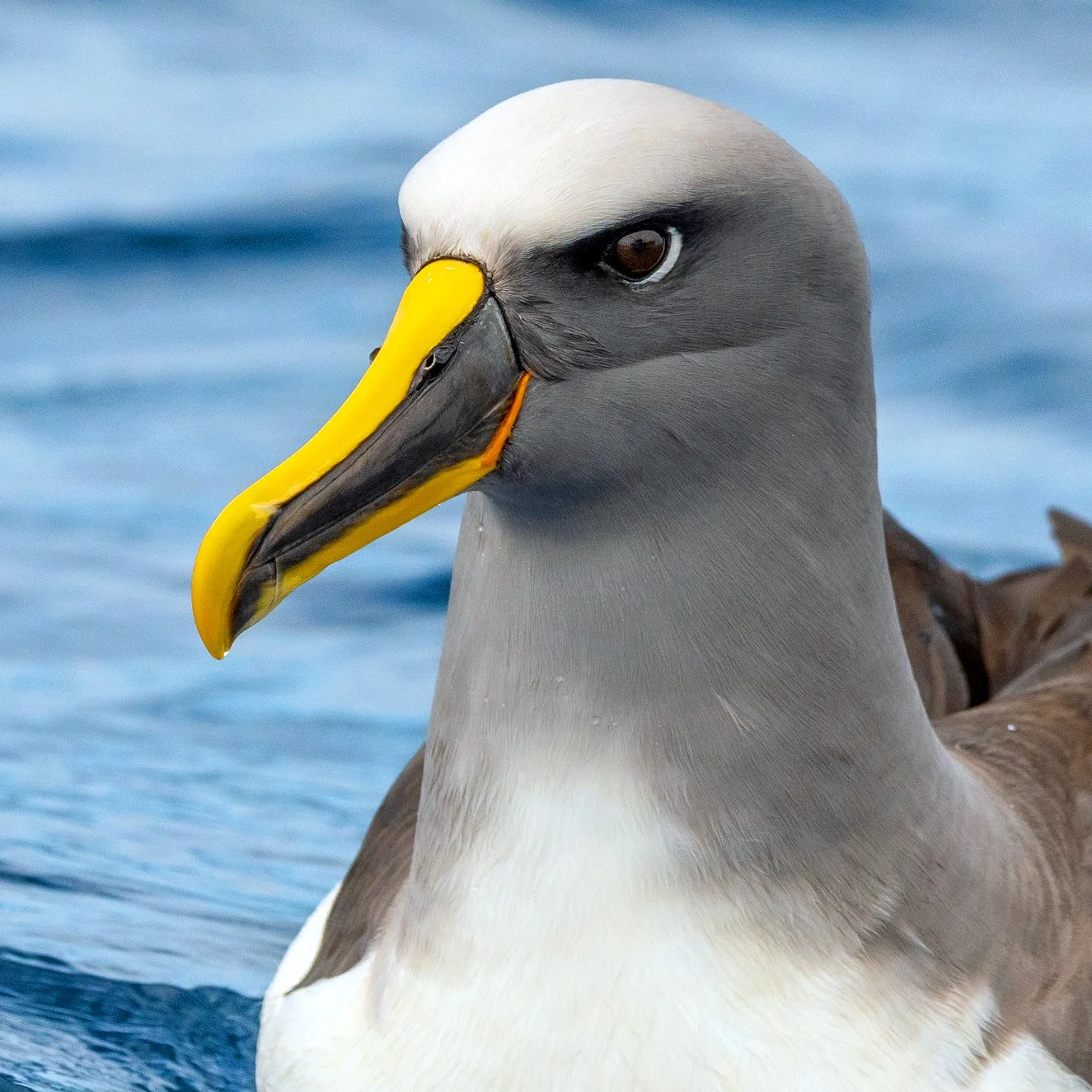 The Petrel Station Seabird Tours and Research - Tutukaka, New Zealand - Birdwatching Birding Tours