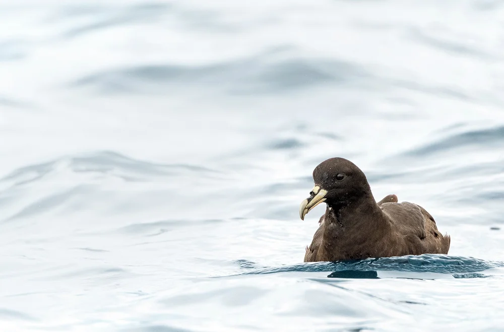 FAQs — The Petrel Station Seabird Tours and Research - Tutukaka, New ...