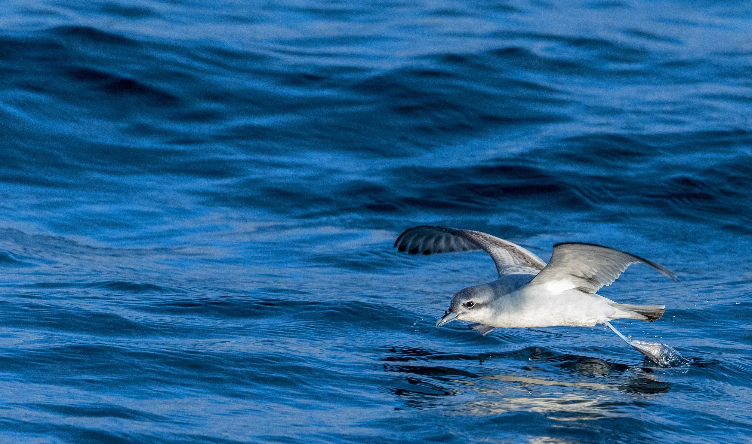 The Team — The Petrel Station Seabird Tours and Research - Tutukaka, New Zealand