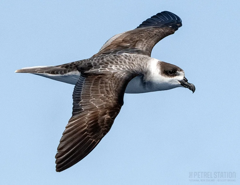 Seabird Species — The Petrel Station Seabird Tours and Research - Tutukaka, New Zealand