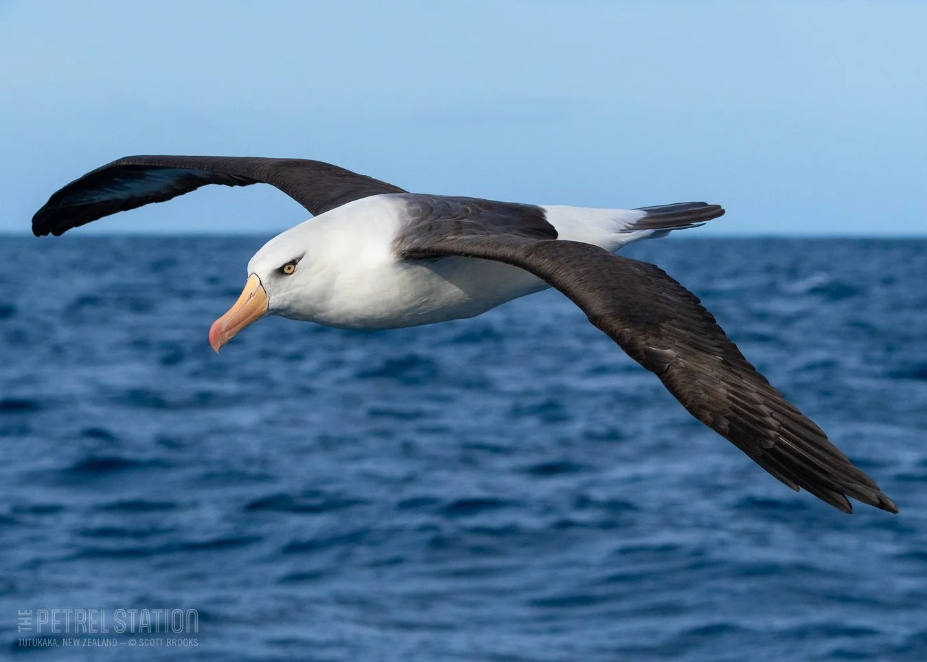 Seabirds of The Petrel Station — The Petrel Station Seabird Tours and ...