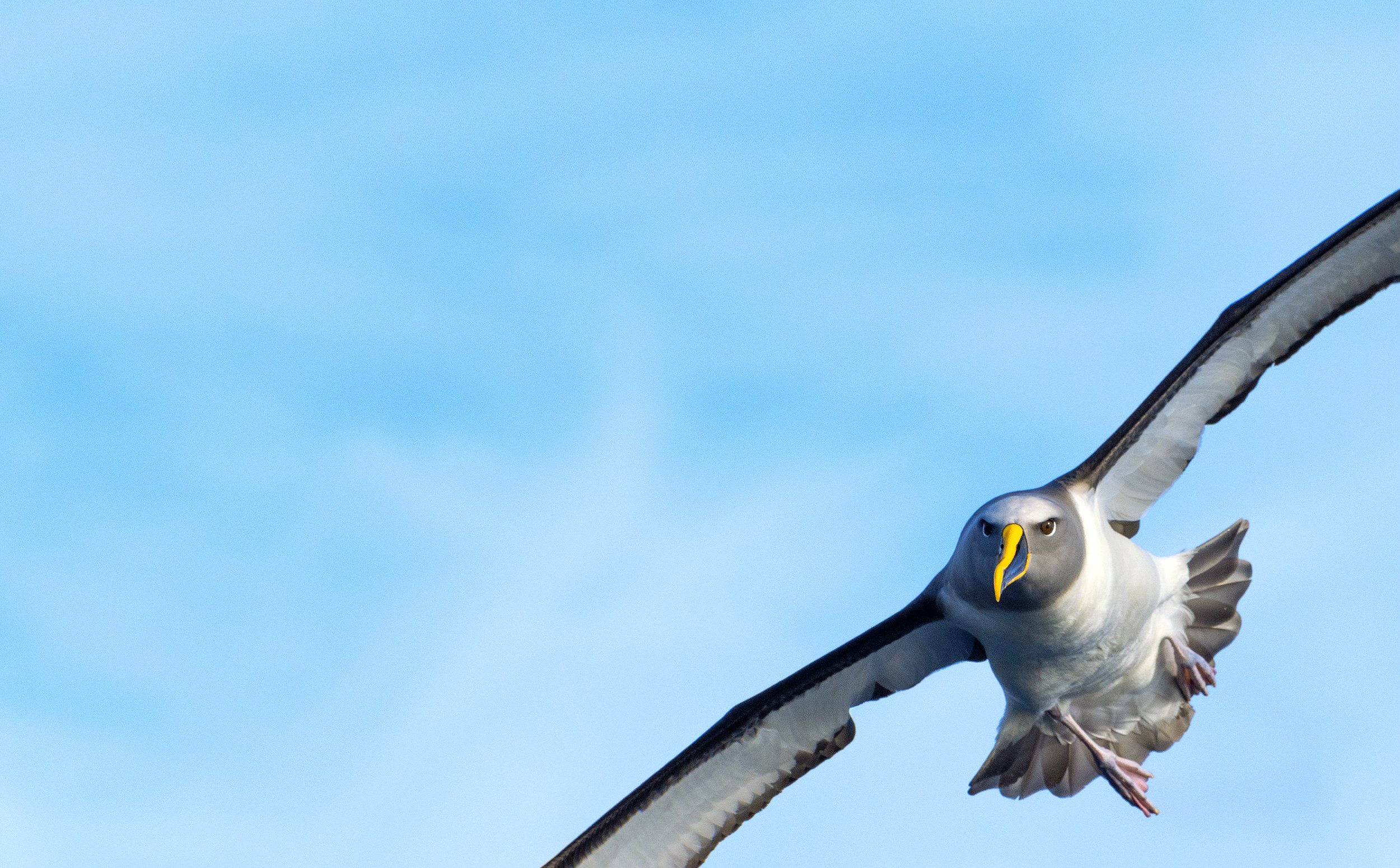 The Team — The Petrel Station Seabird Tours and Research - Tutukaka ...