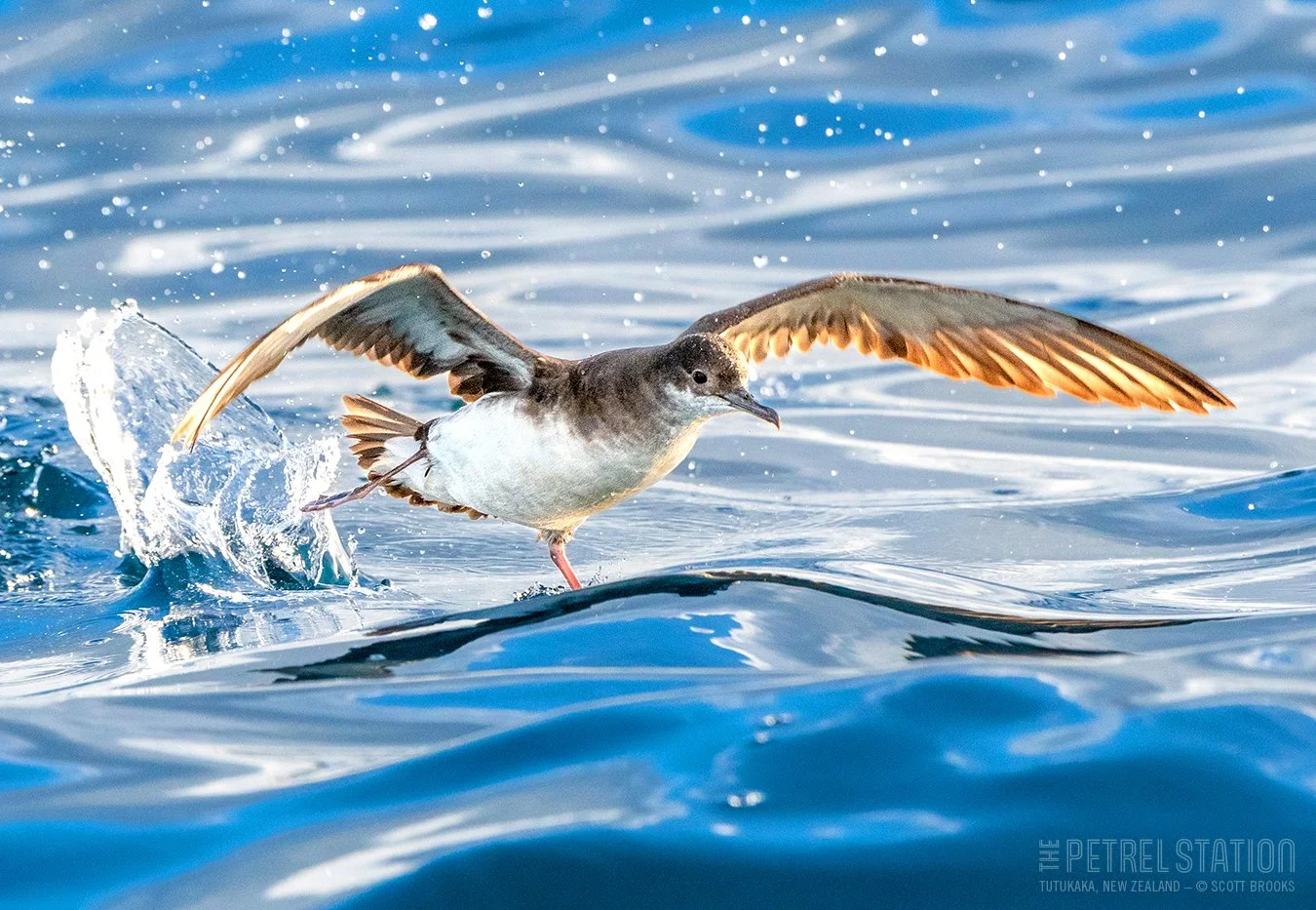 The Petrel Station Seabird Tours and Research - Tutukaka, New Zealand - Birdwatching Birding Tours