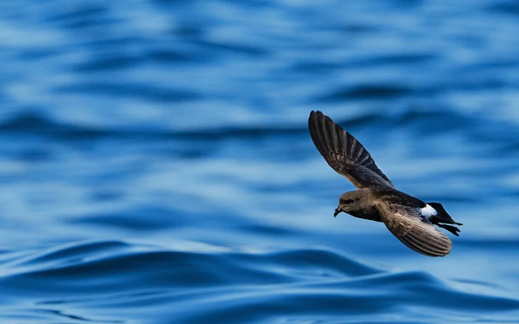 Costs & Booking — The Petrel Station Seabird Tours and Research ...