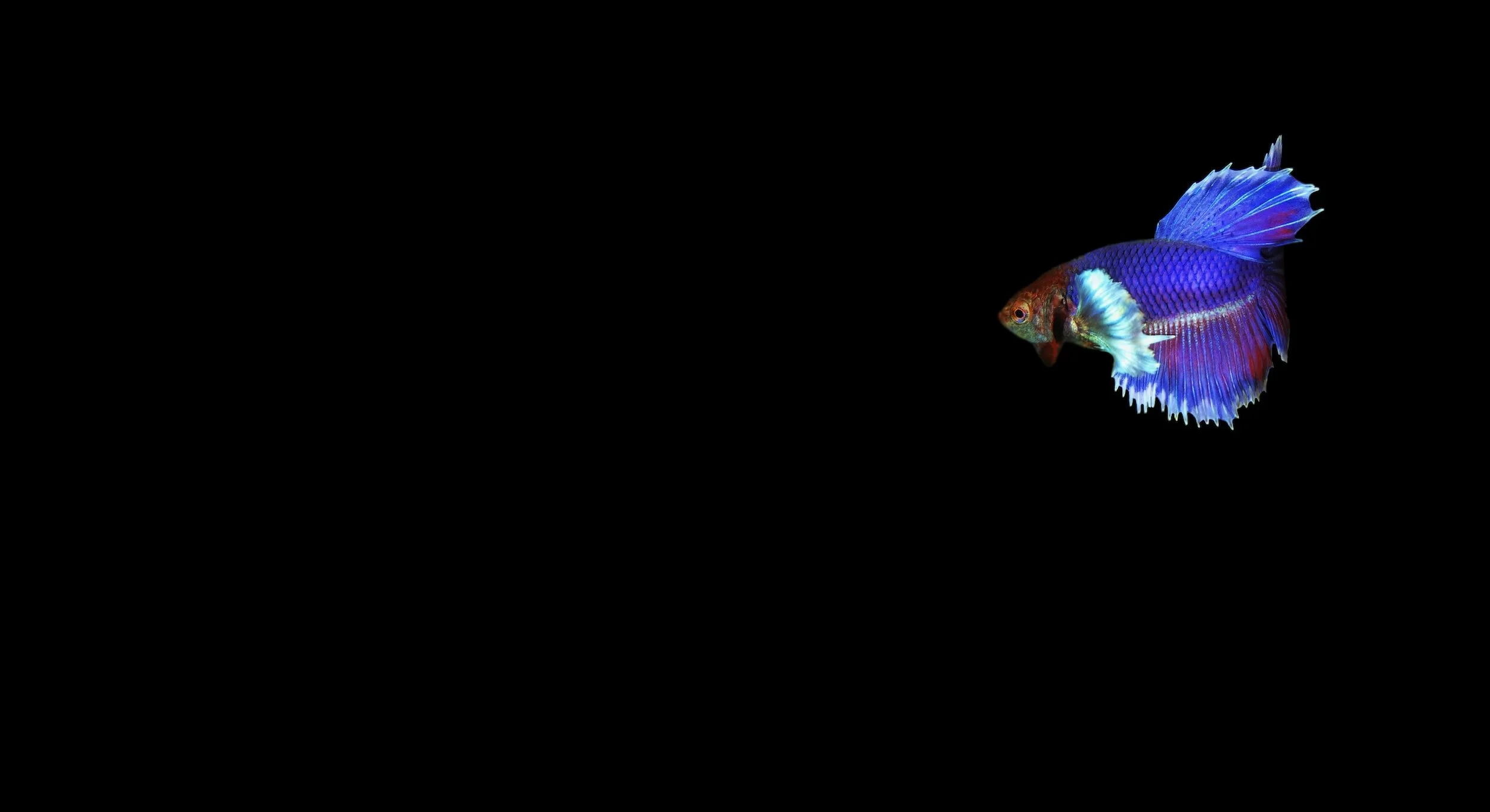WONDERFISH