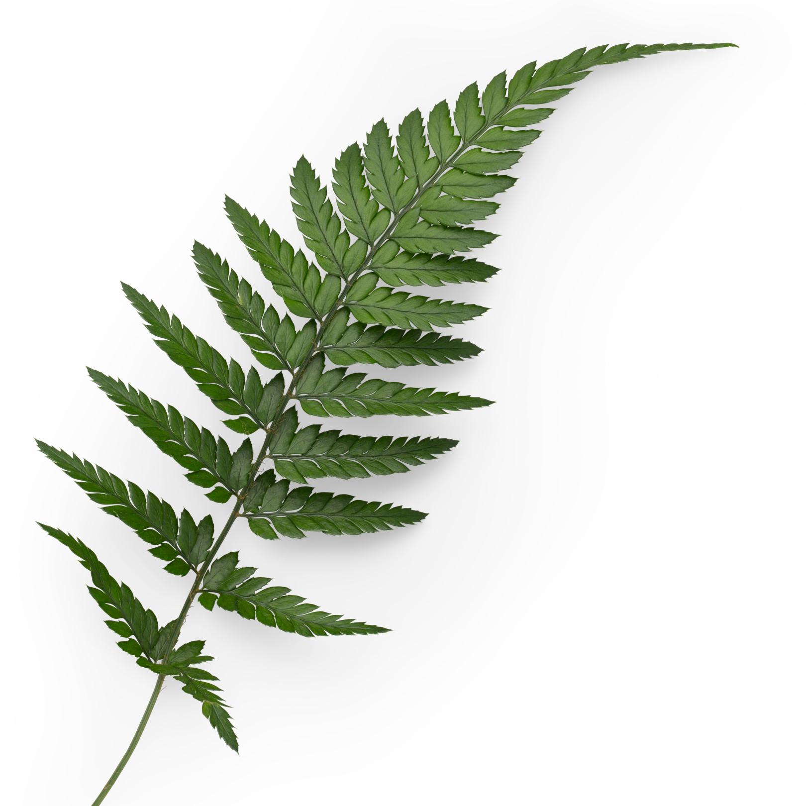 The Haka Shop | Authentic Māori Cultural Experience