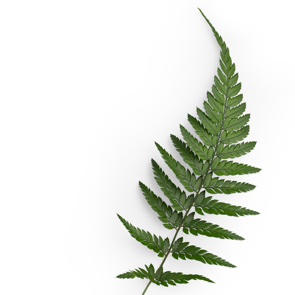 Muka Flax - Harakeke — The Haka Shop | Authentic Māori Cultural ...