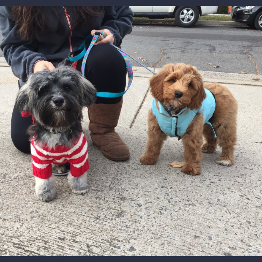 Savvy City Dog | DC Puppy & Dog Training