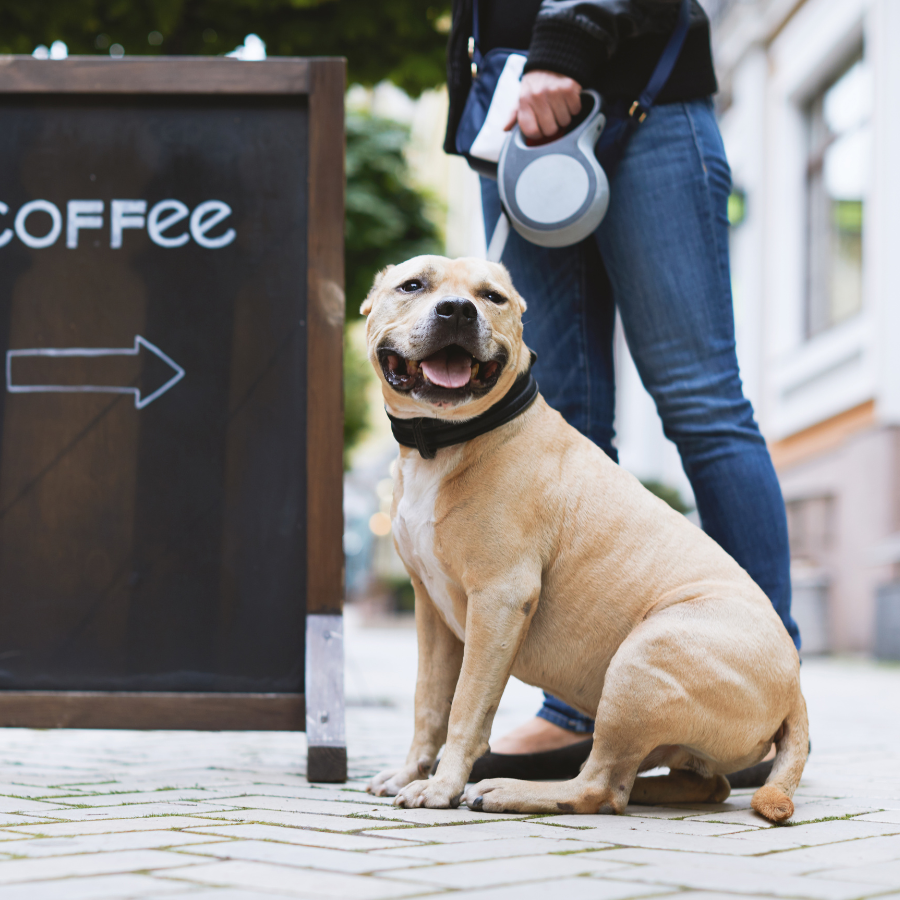 Savvy City Dog | DC Puppy & Dog Training